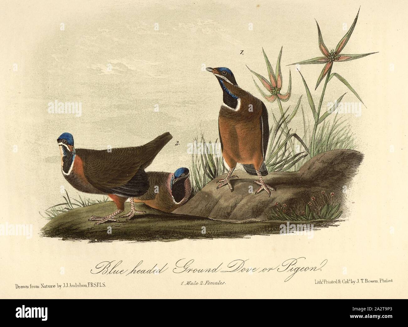 Blue headed Ground Dove or Pigeon, Kubataube (Starnoenas cyanocephala ...