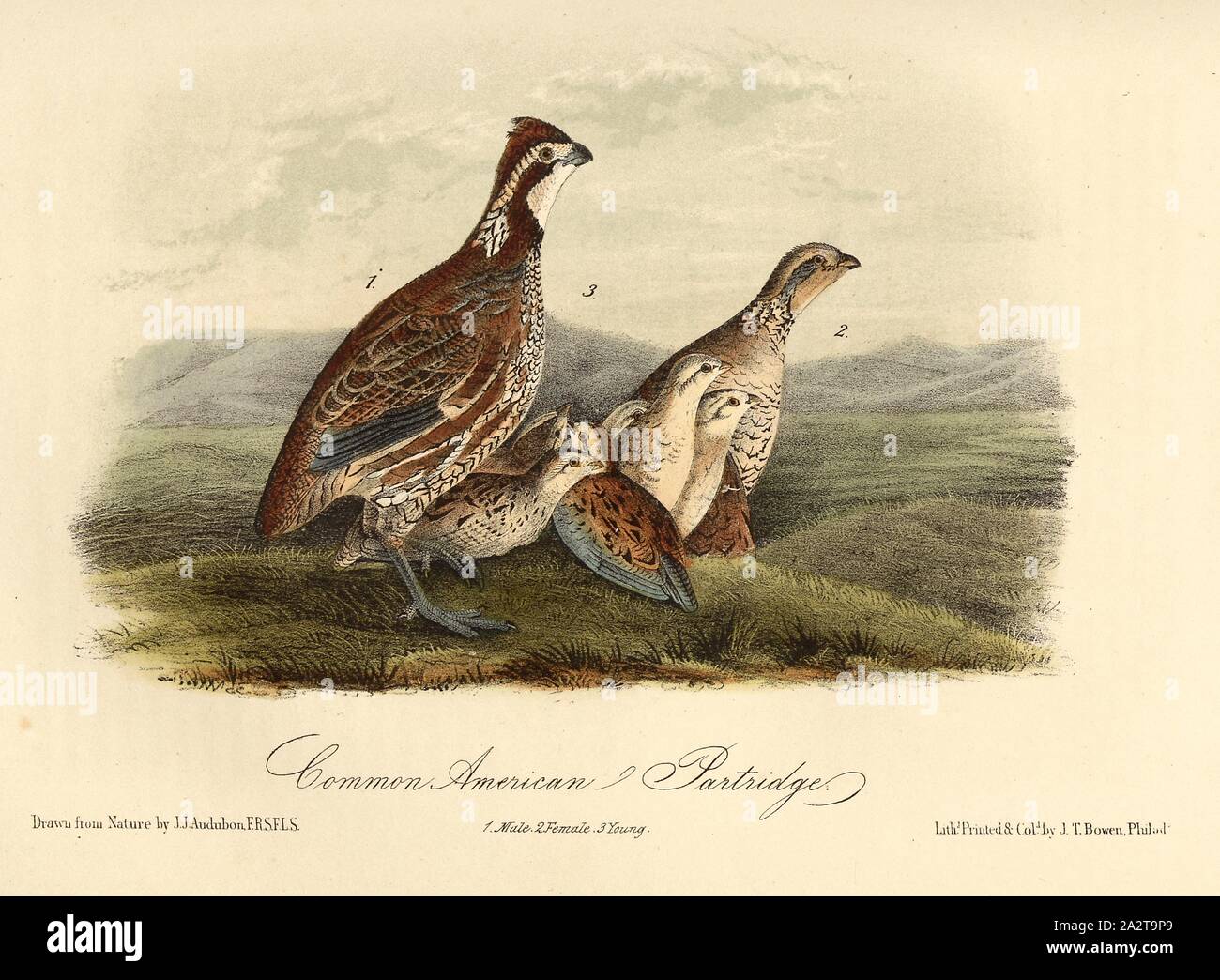Common American Partridge, Partridge (Ortix Virginiana), Signed: J.J ...