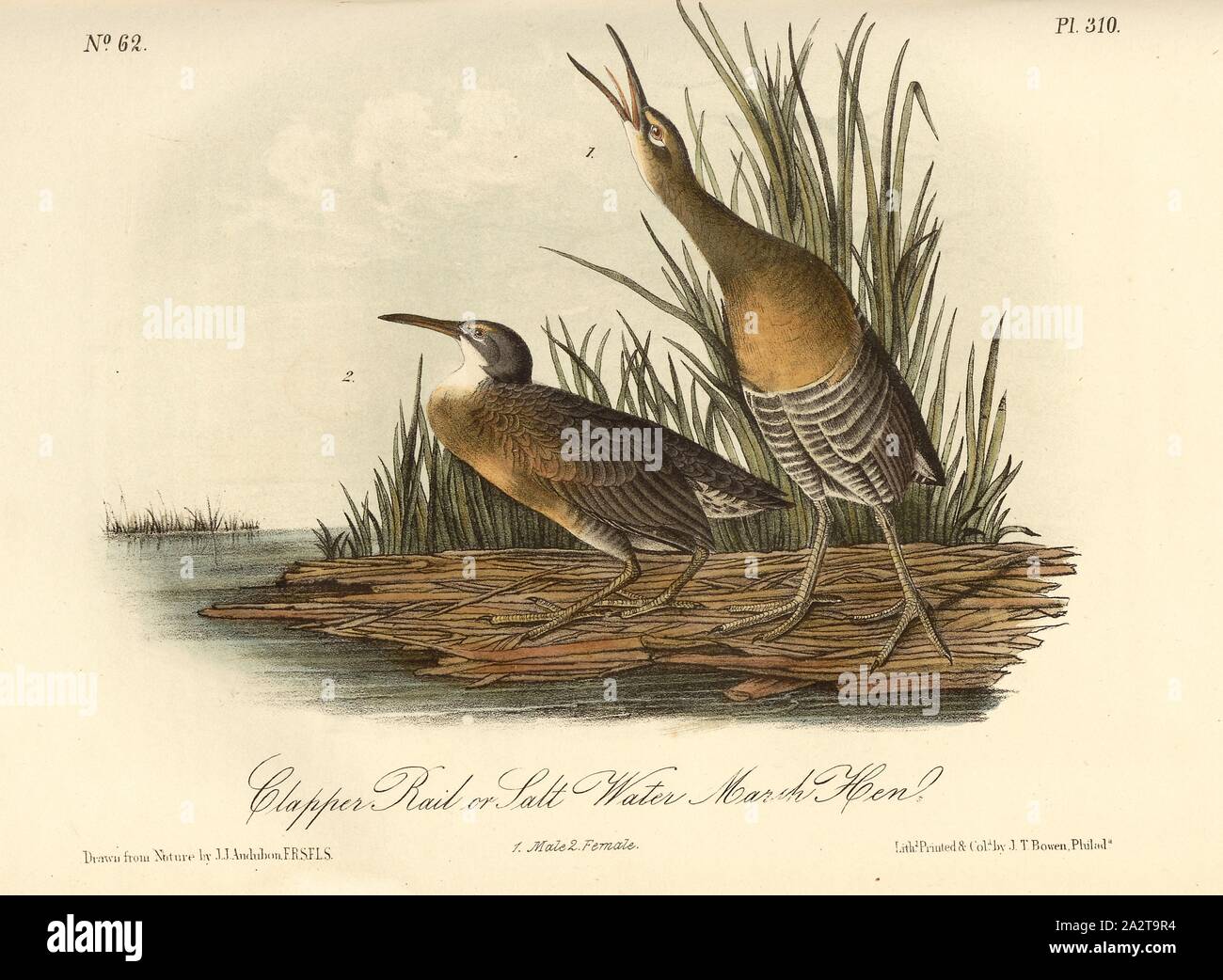 Rallus crepitans salt water marsh hen hi-res stock photography and ...