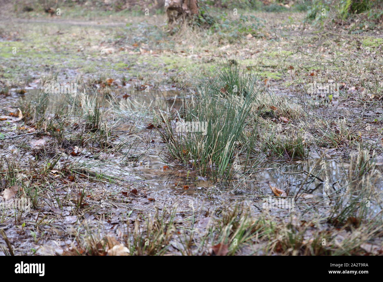 Damp woodland habitat hi-res stock photography and images - Alamy