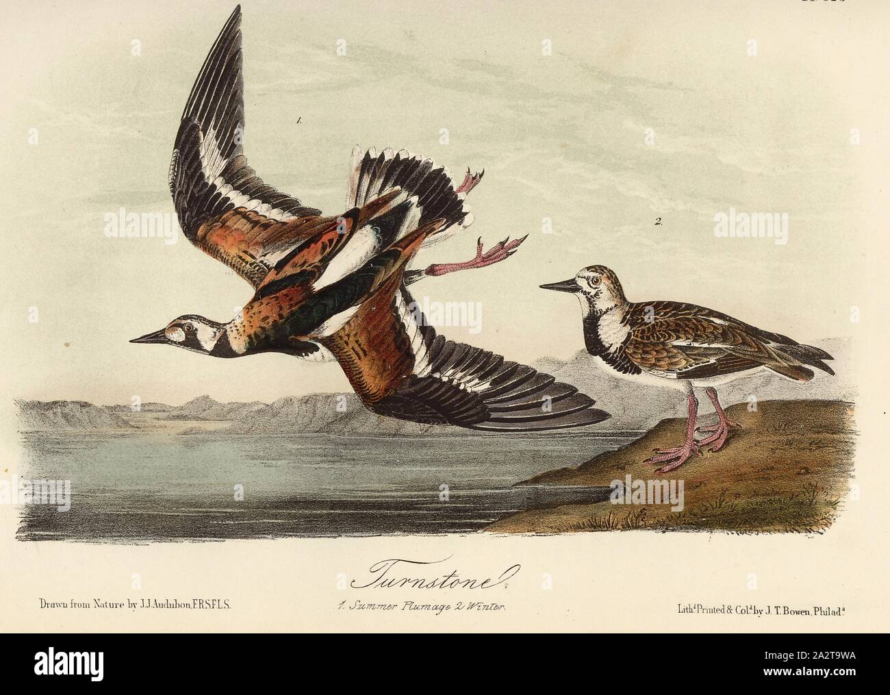 Turnstone, Stonecreeper (Arenaria, Strepsilas interpres), Signed: J.J ...