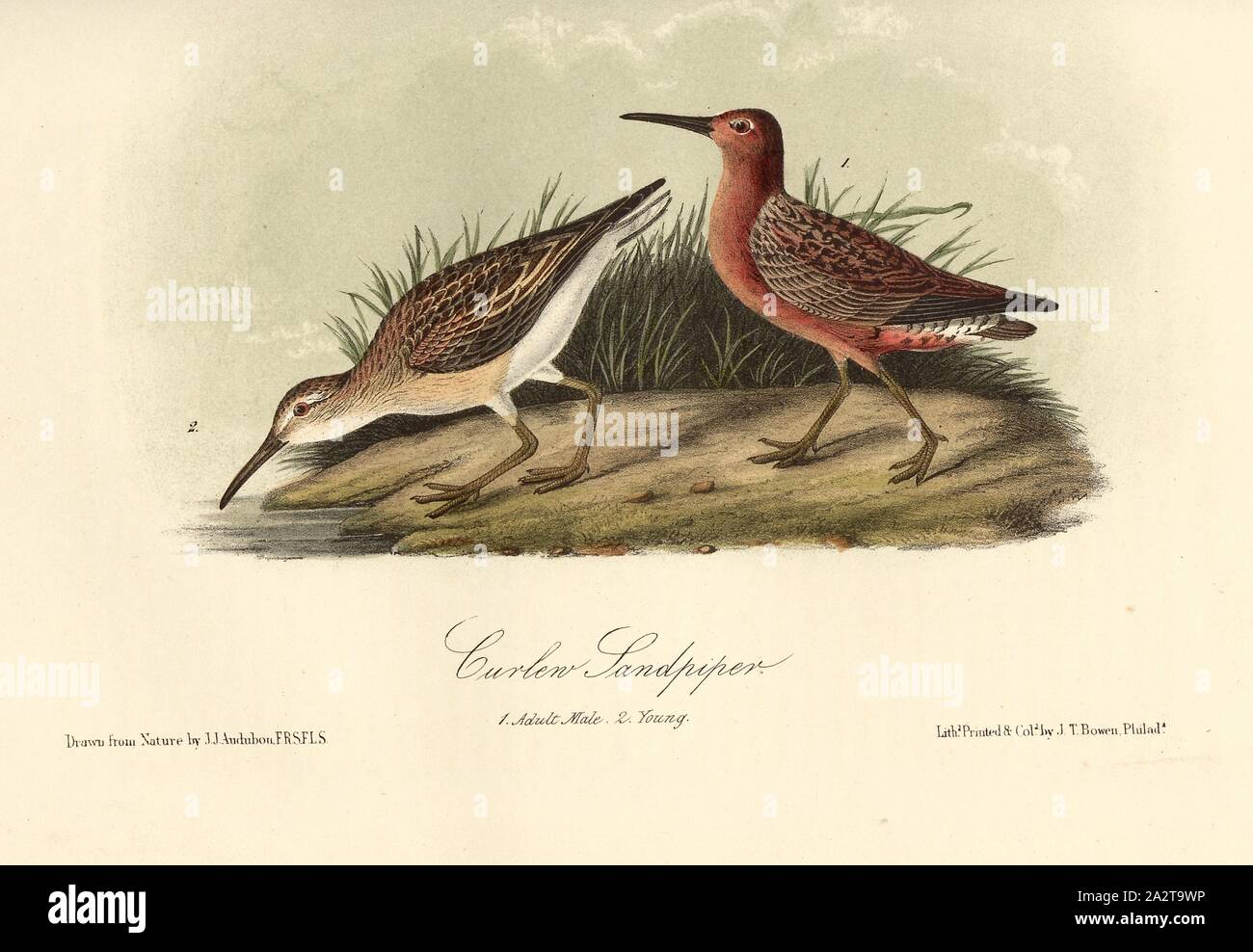 Curlew sandpiper birds hi-res stock photography and images - Alamy