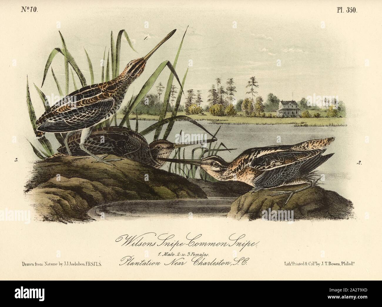 Scolopax wilsonii hi-res stock photography and images - Alamy