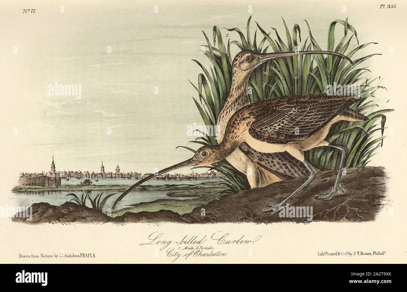 Ranebird hi-res stock photography and images - Alamy