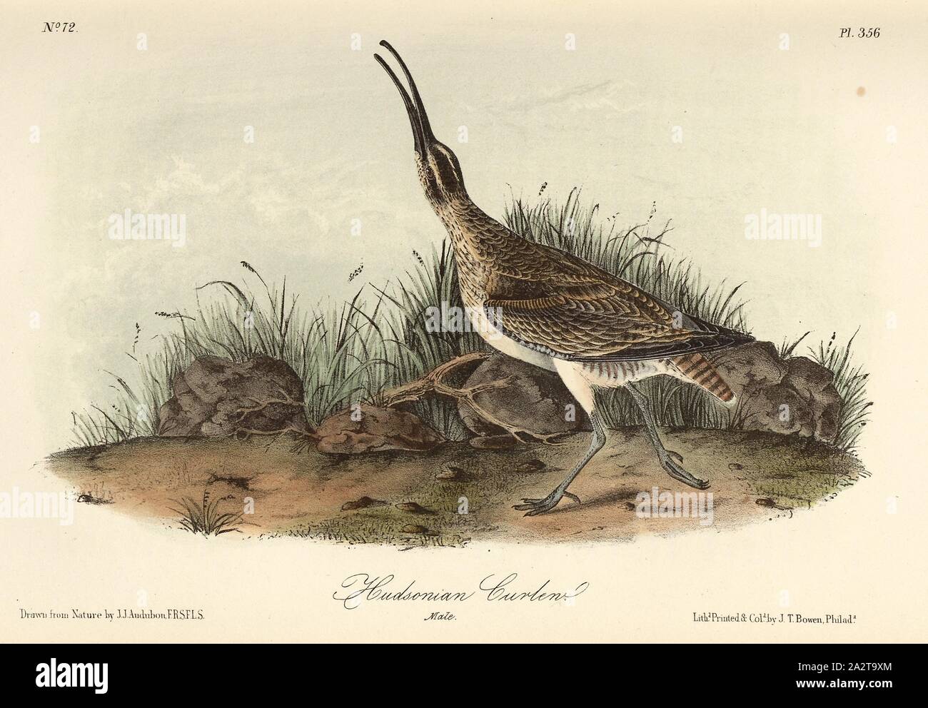 Numenius phaeopus hudsonicus hi-res stock photography and images - Alamy