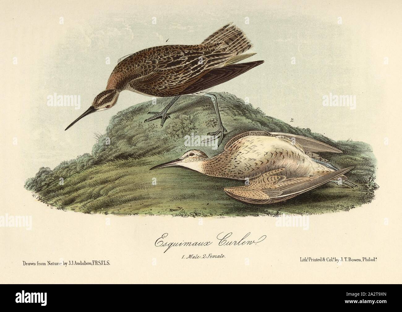 Esquimaux Curlew, Eskimo Curlew (Numenius borealis), Signed: J.J ...