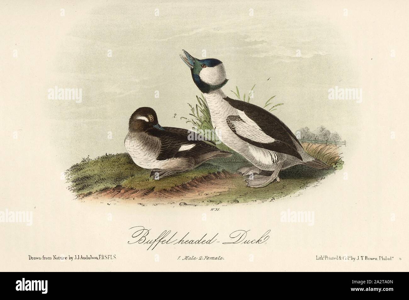 Fuligula albeola hi-res stock photography and images - Alamy