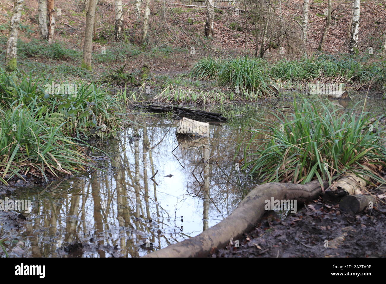 Atmospheric woodland scene hi-res stock photography and images - Alamy