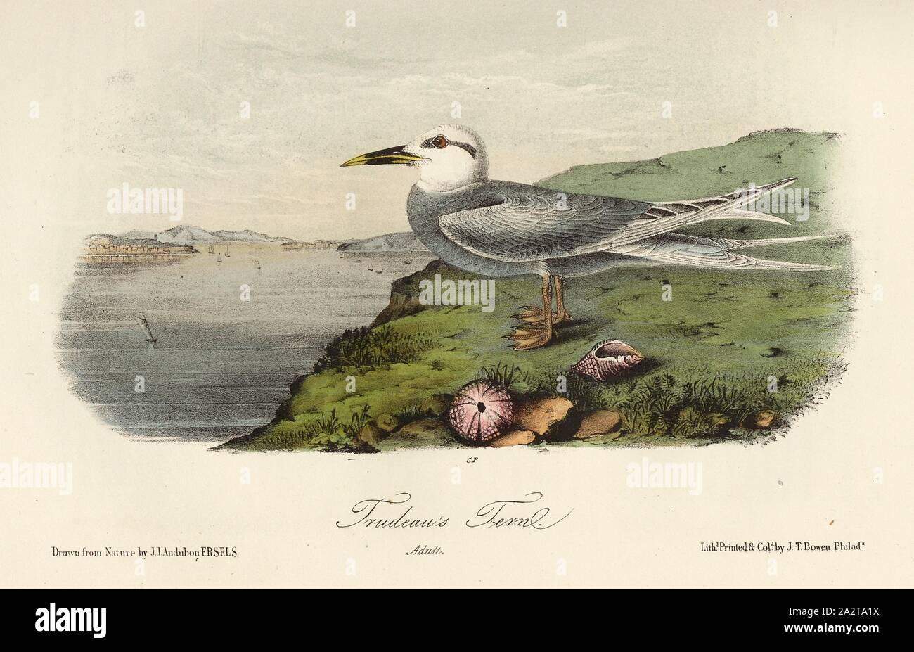 Trudeau's Tern, Tern (Sterna trudeaui), Signed: J.J. Audubon, J.T ...