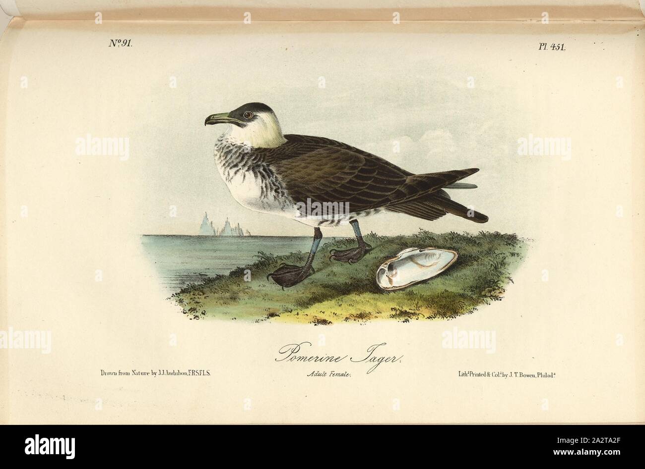 Lestris pomarinus hi-res stock photography and images - Alamy