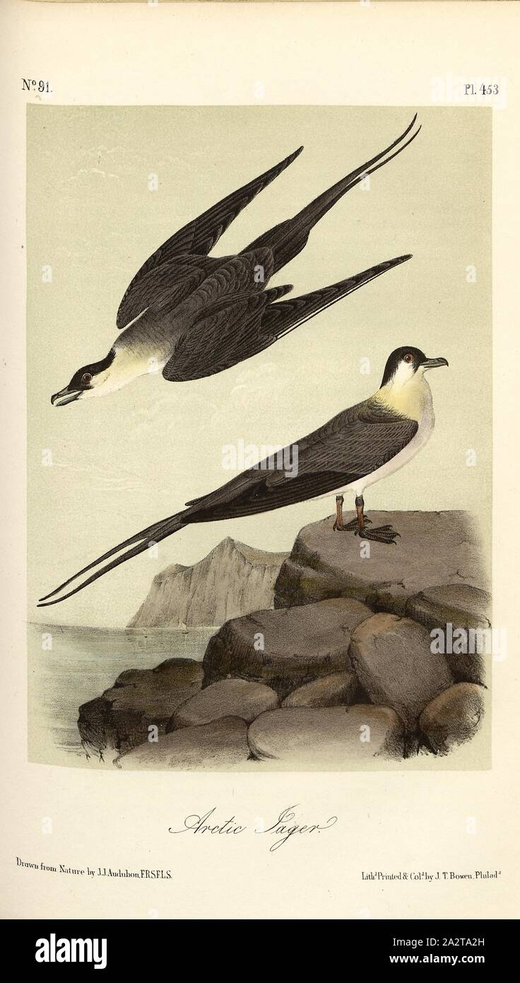 Lestris parasiticus hi-res stock photography and images - Alamy