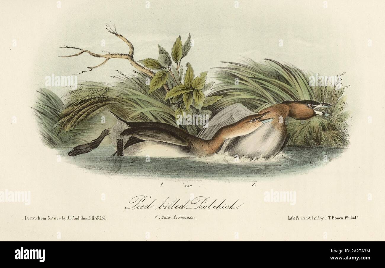 Podiceps carolinensis hi-res stock photography and images - Alamy