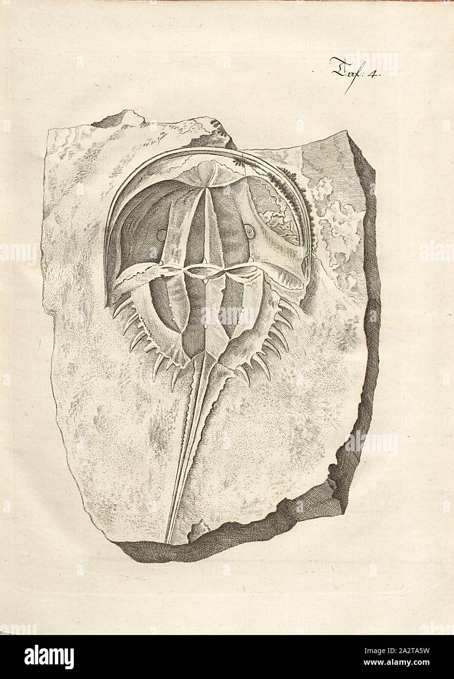 Petrification hi-res stock photography and images - Alamy