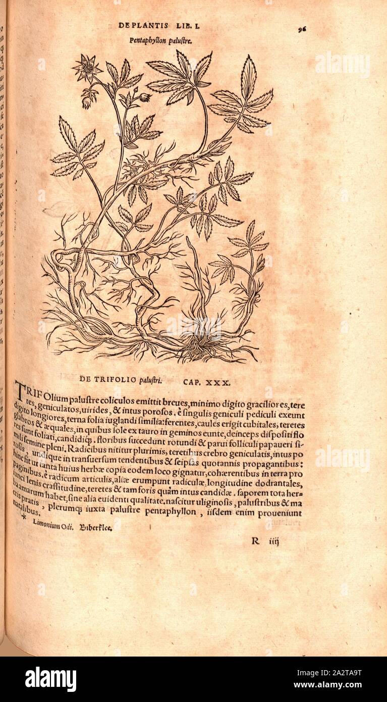 Pentaphyllon palustre, Illustration of a plant called Pentaphyllon ...