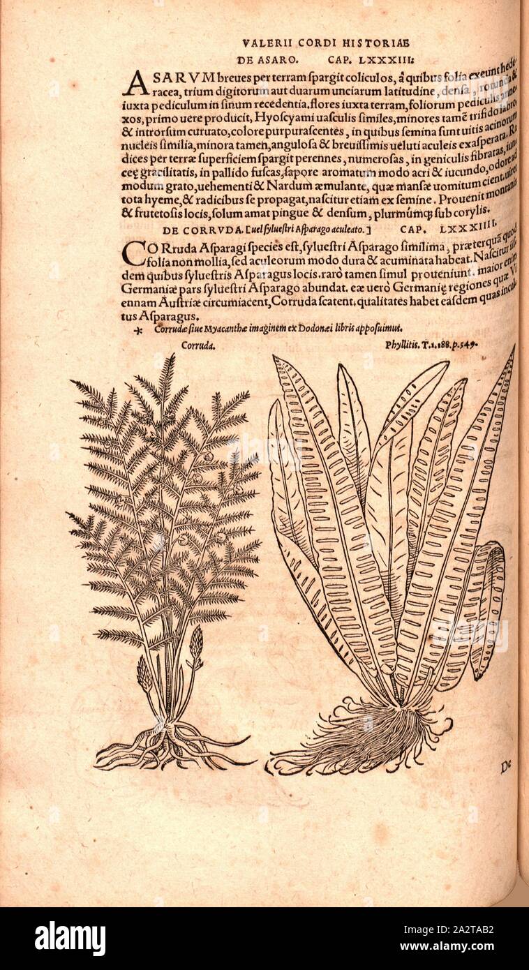 Corrida, Phyllitis, Illustration of a plant called Corruda and a stag ...