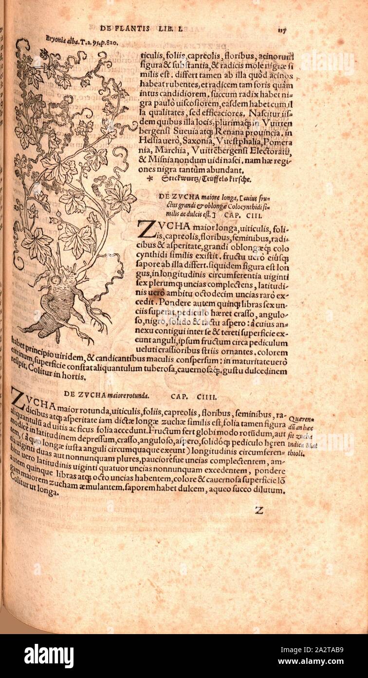 Bryonia alba, Illustration of a plant called 16th century Bryonia alba ...