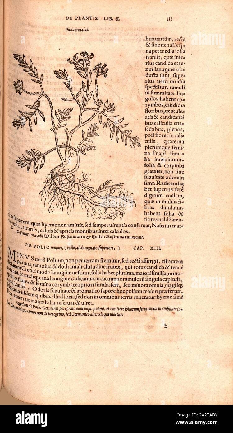 Polium maius hi-res stock photography and images - Alamy