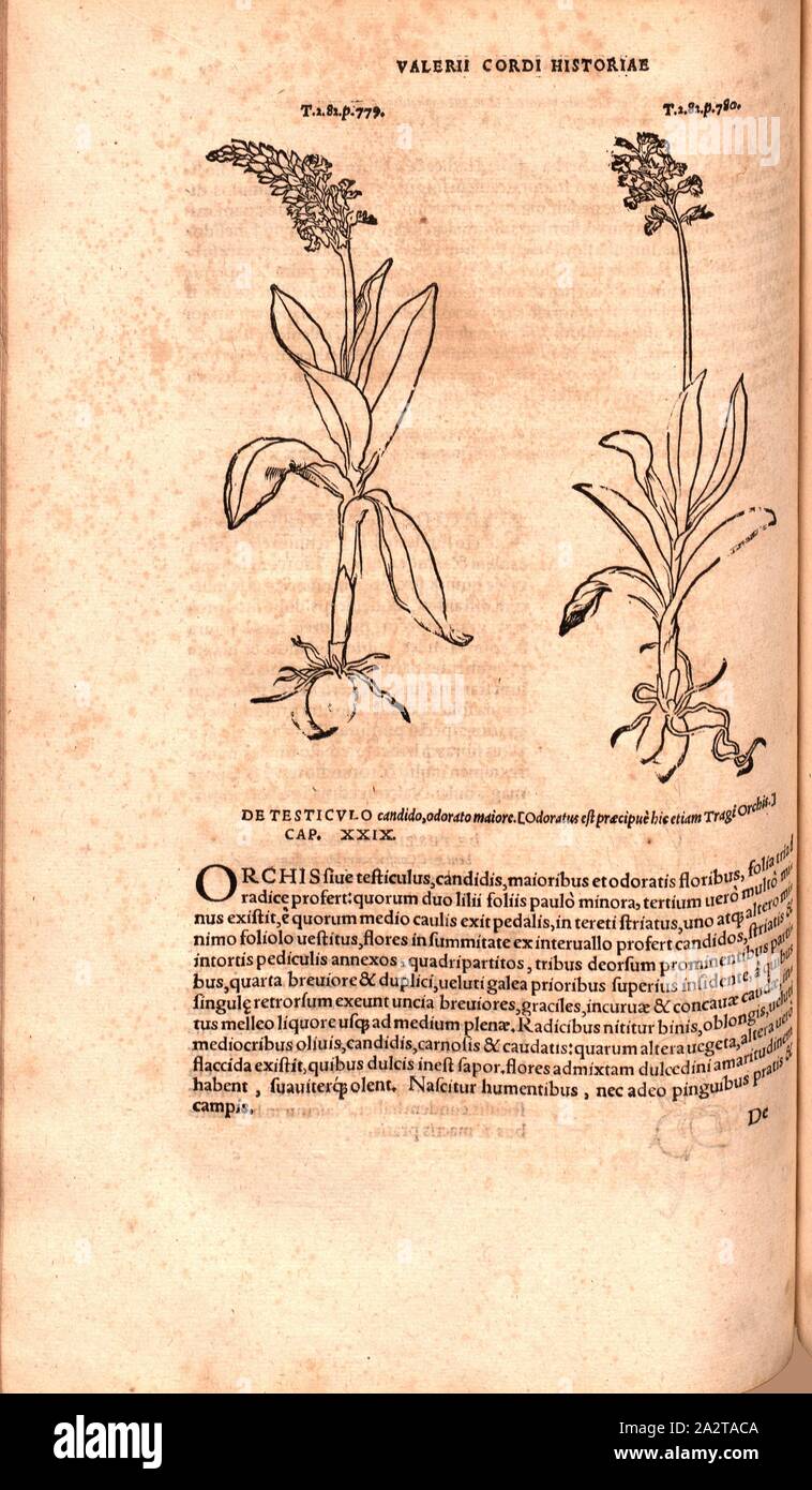 16th century testiculus alius hi-res stock photography and images - Alamy