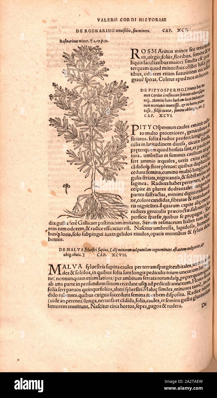 Rosmarinus minor, Illustration of a rosemary from the 16th century, Fig ...