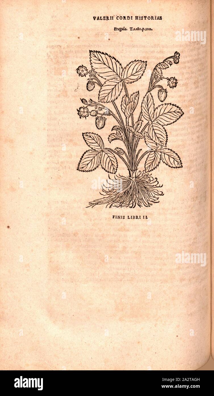 Fragula, Illustration of a strawberry plant from the 16th century, Fig ...