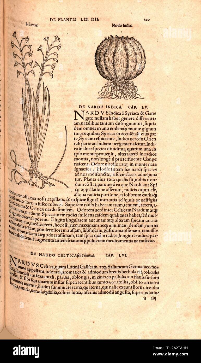 Schœnus, nard, Illustration of a plant from the genus of the head peace ...