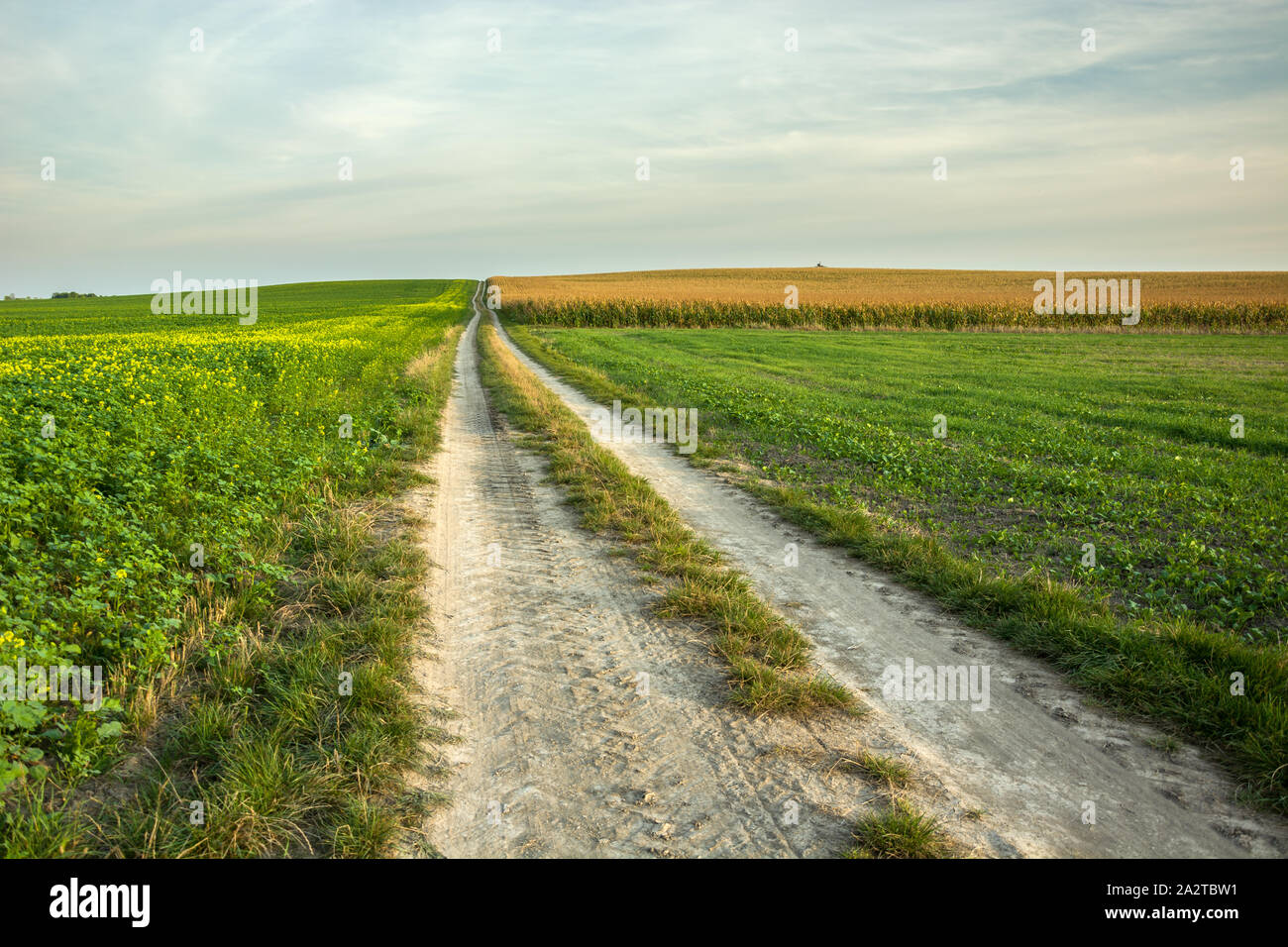 A long rural road through the fields, horizon and sky Stock Photo - Alamy