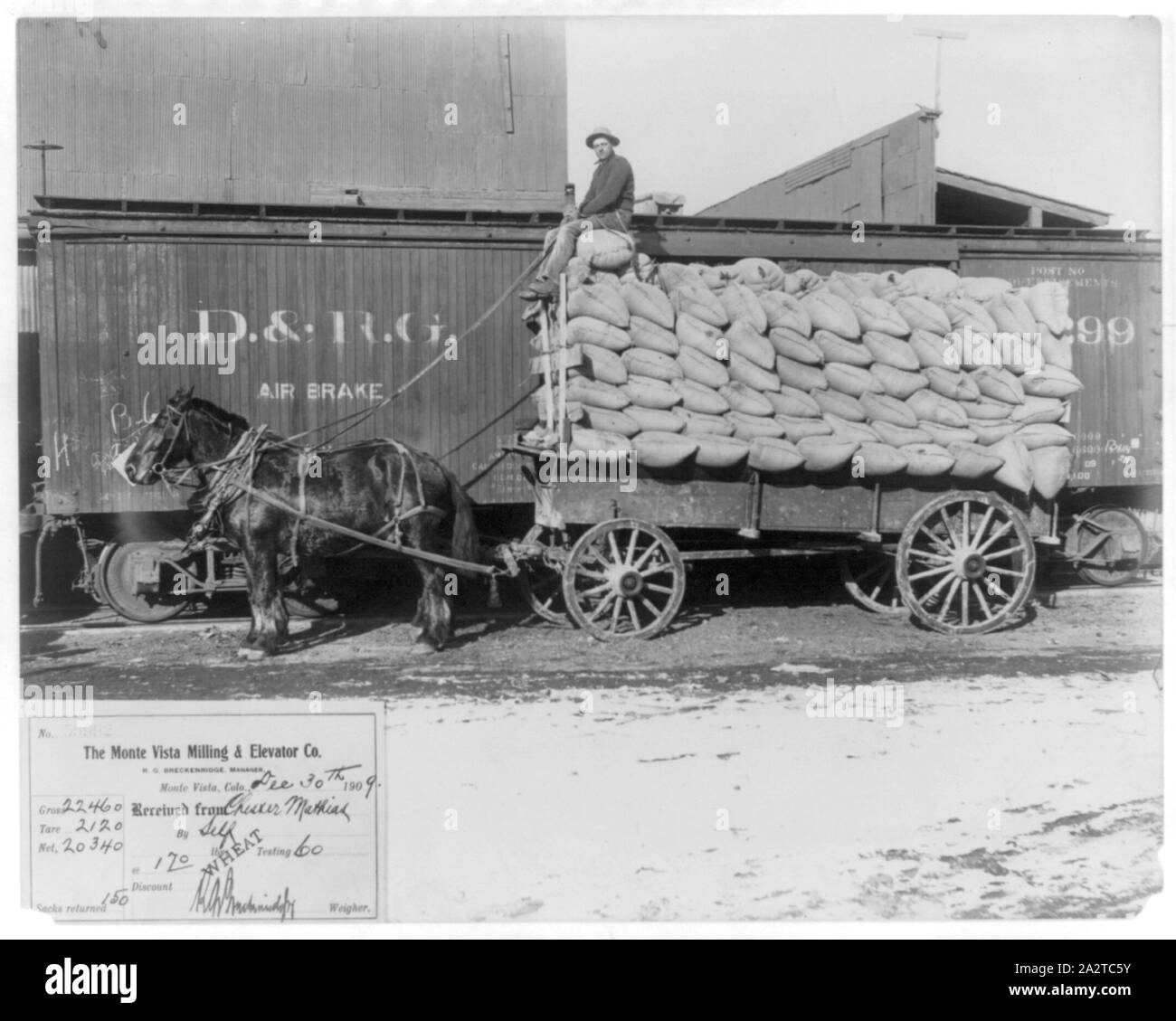Record load of wheat Stock Photo - Alamy