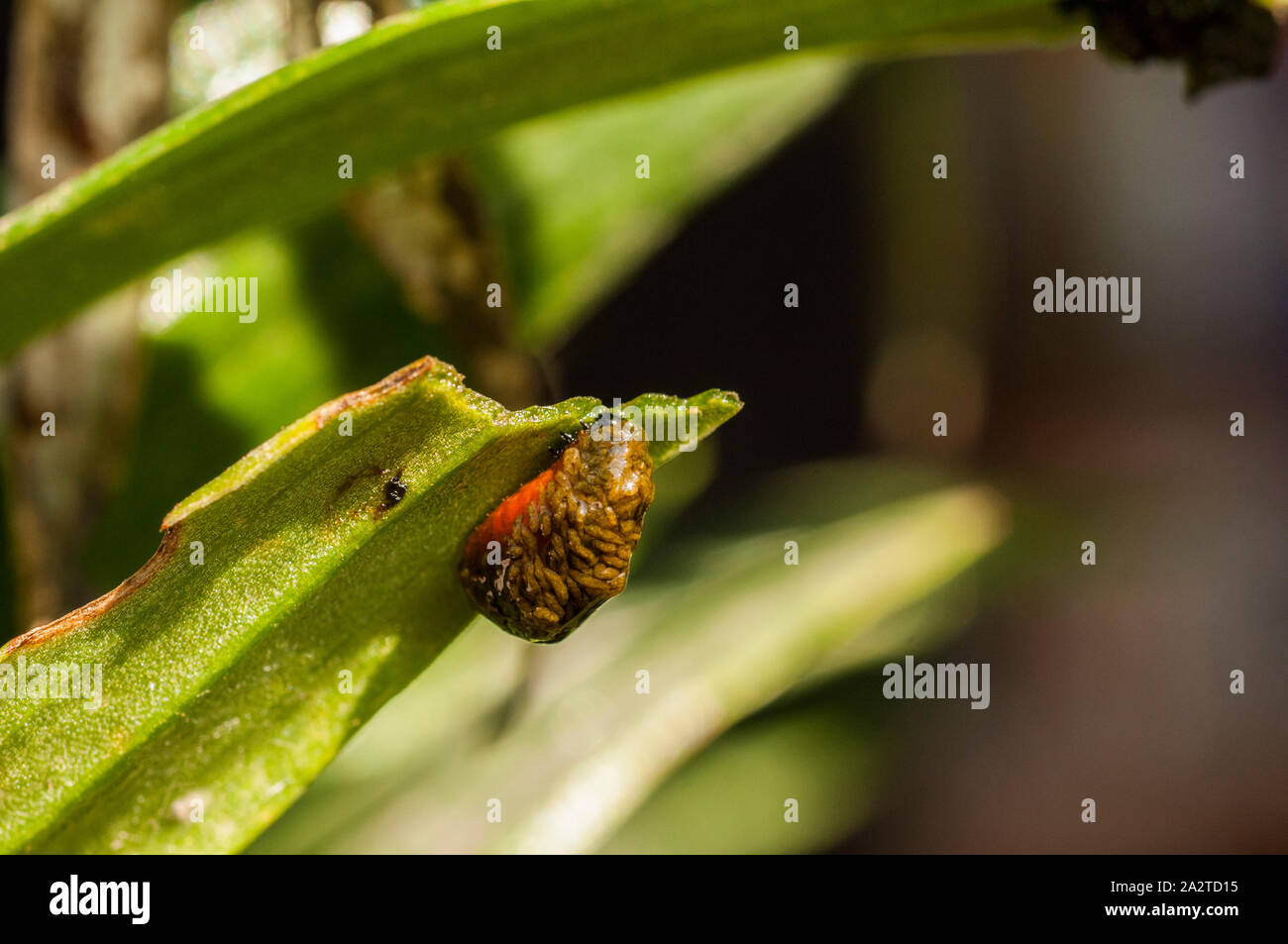 Larvae of Lily Beetle lilioceris lilii eating leaf of lily Stock Photo ...