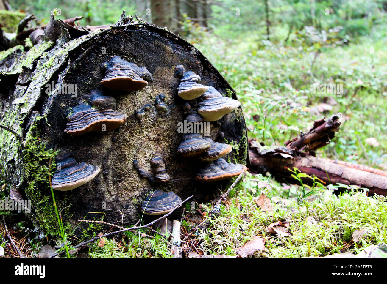 Many mushrooms on a cut tree trunk. Forest background Stock Photo - Alamy