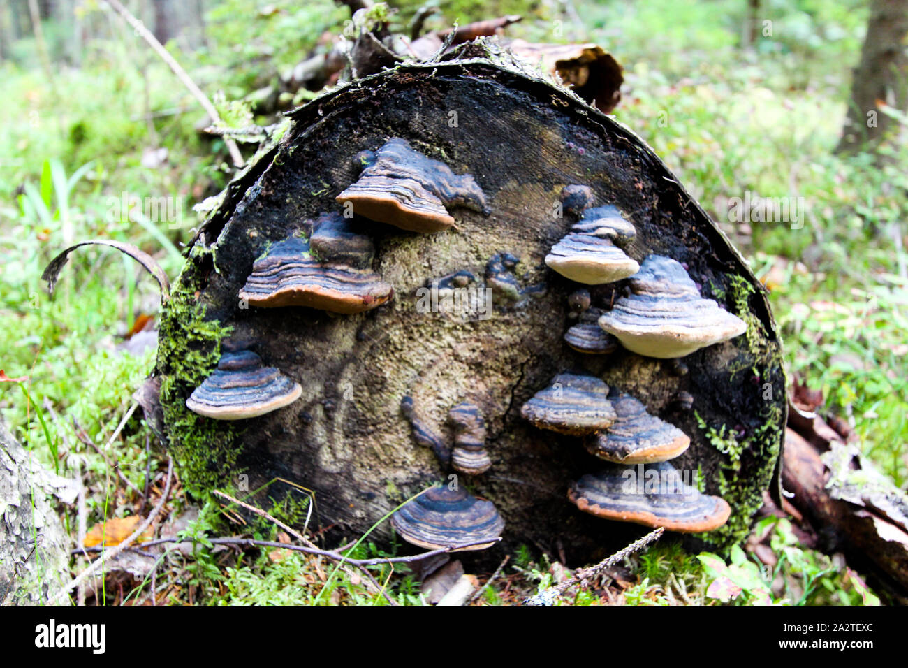 Many mushrooms on a cut tree trunk. Forest background Stock Photo - Alamy