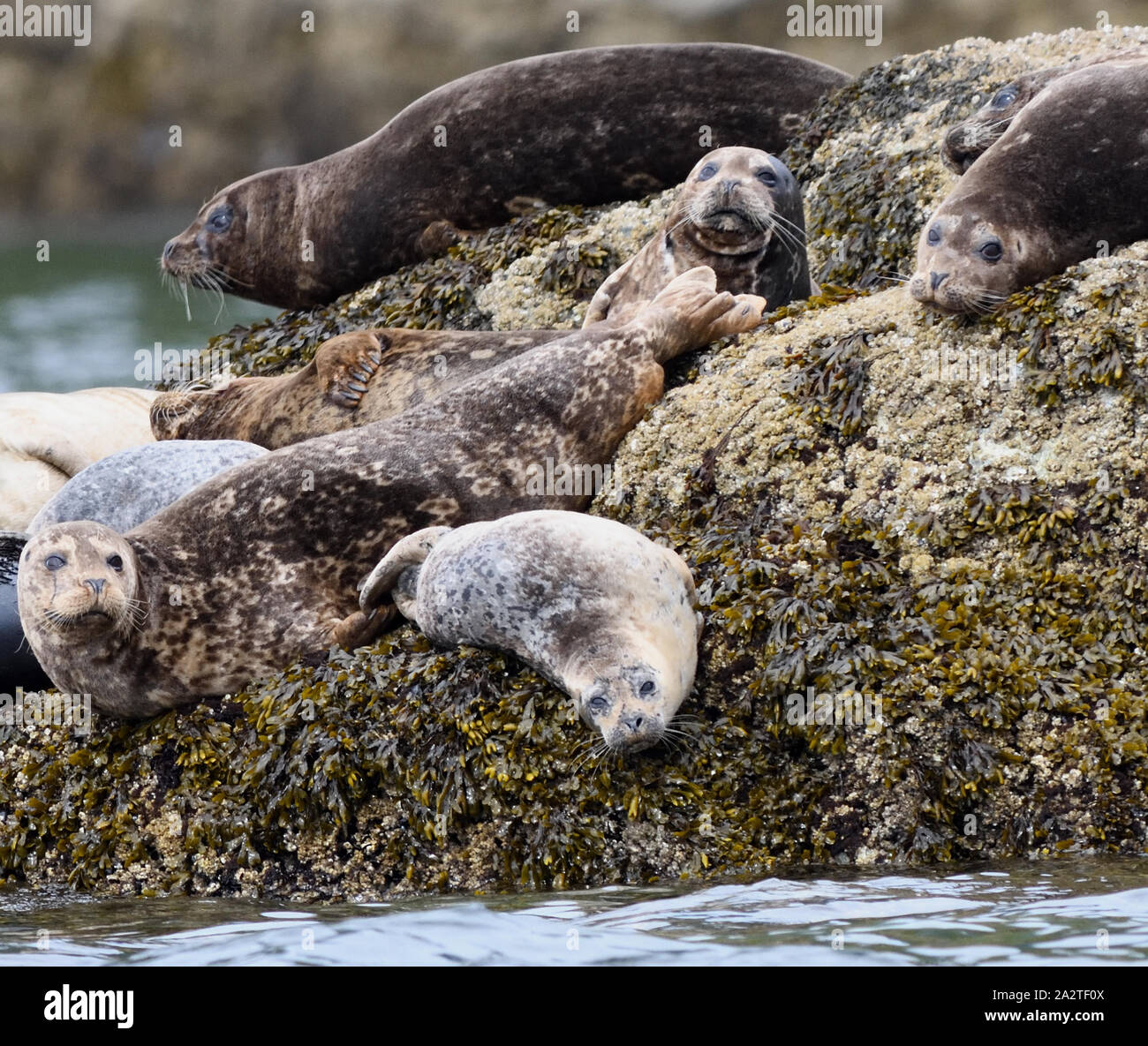 Harbor seals harbour seals, or common seals (Phoca vitulina) of various ...