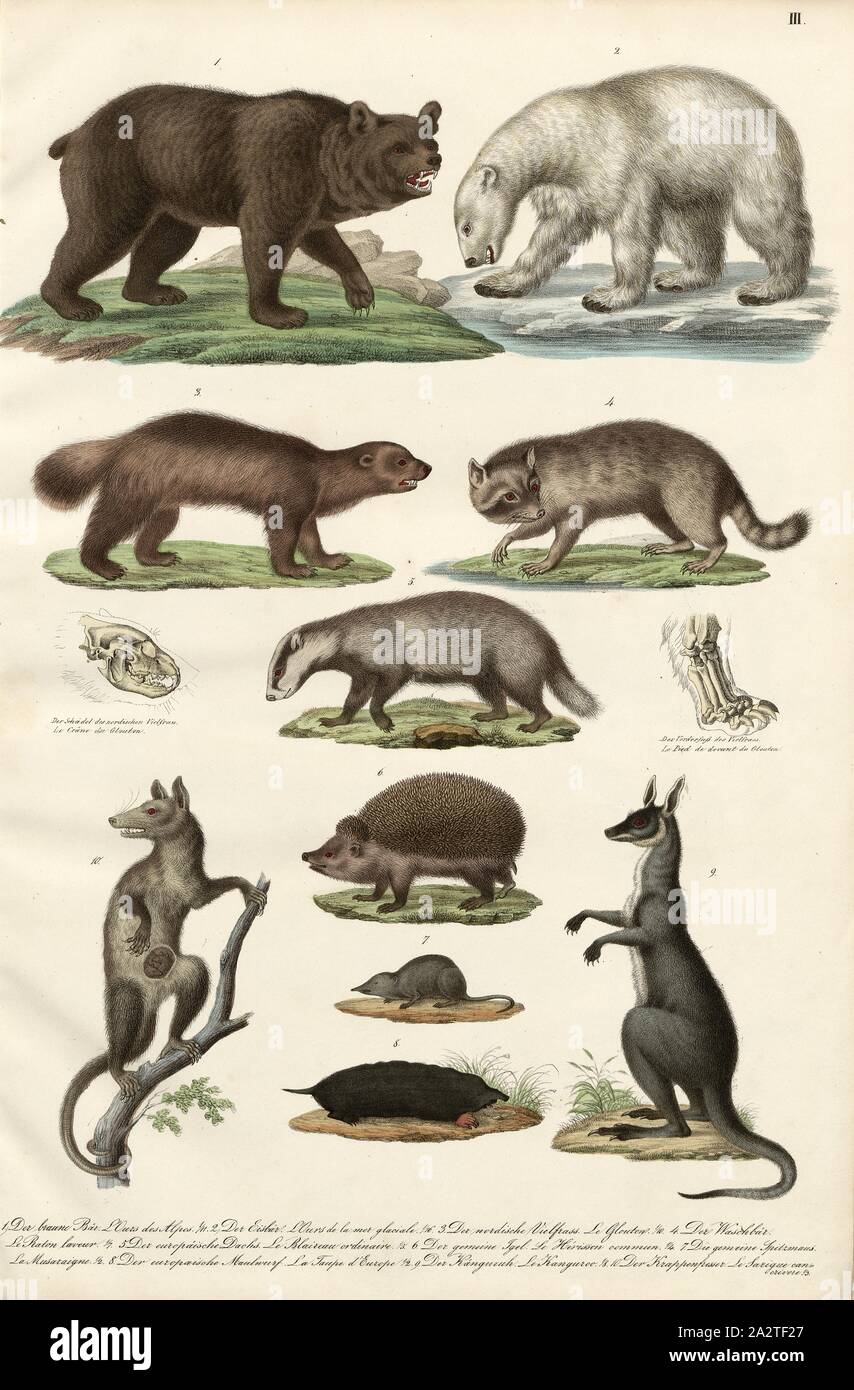 Mammals: predators, martens, insectivores, marsupials, 1. The Brown ...
