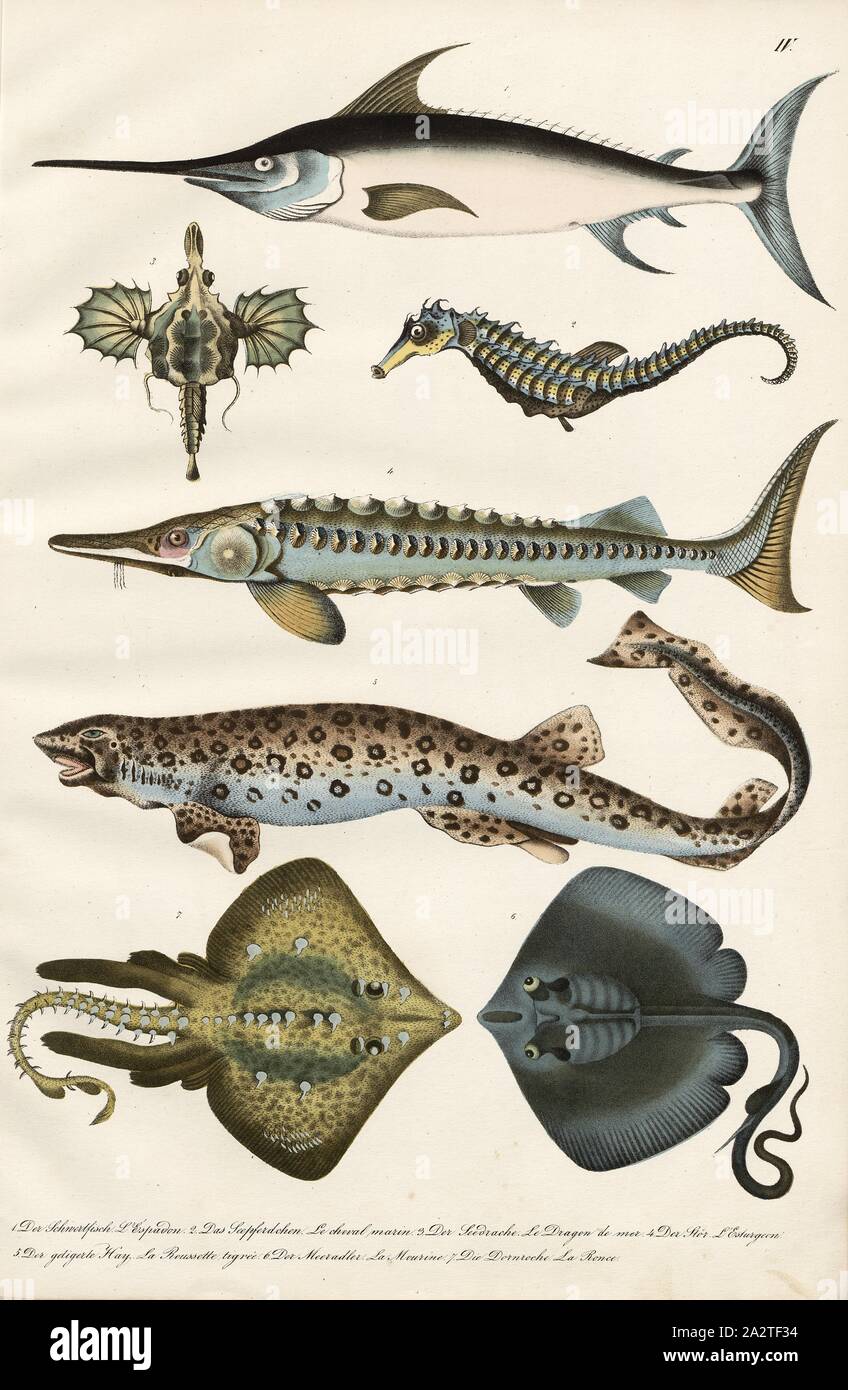 Fish: swordfish, pipefish, sturgeon, tiger sharks, rays, 1. The ...