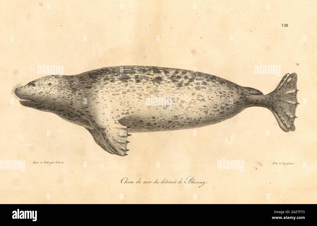 Bering Strait Sea High Resolution Stock Photography and Images - Alamy