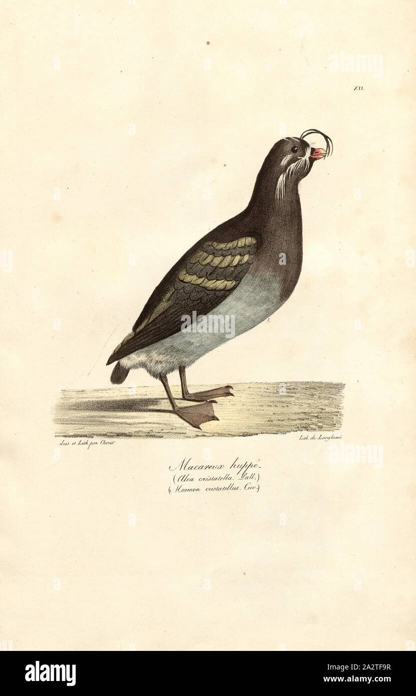 Crested Puffin, Gebschopflund, signed: dess., et lith., de Choris; lith ...