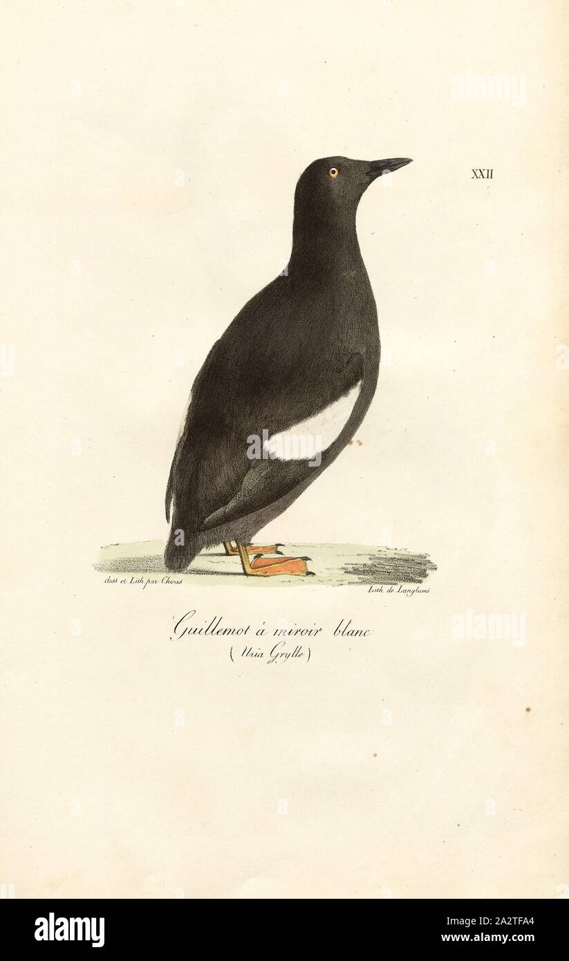 White Guillemot, Gryllteiste, signed: dess., et lith., de Choris; lith ...