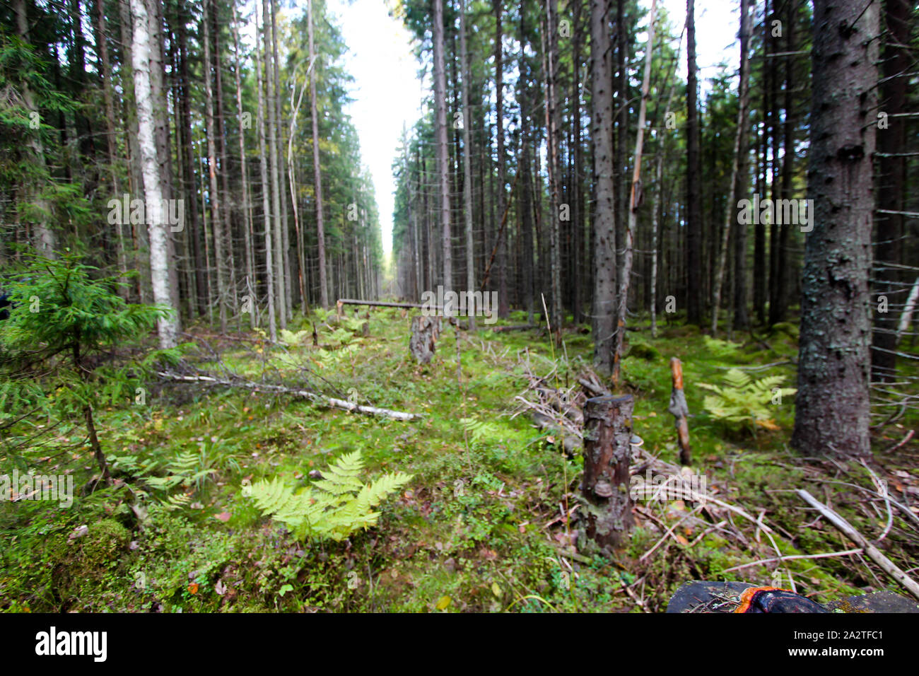 Trunks of trees without foliage. Autumn gloomy forest background ...