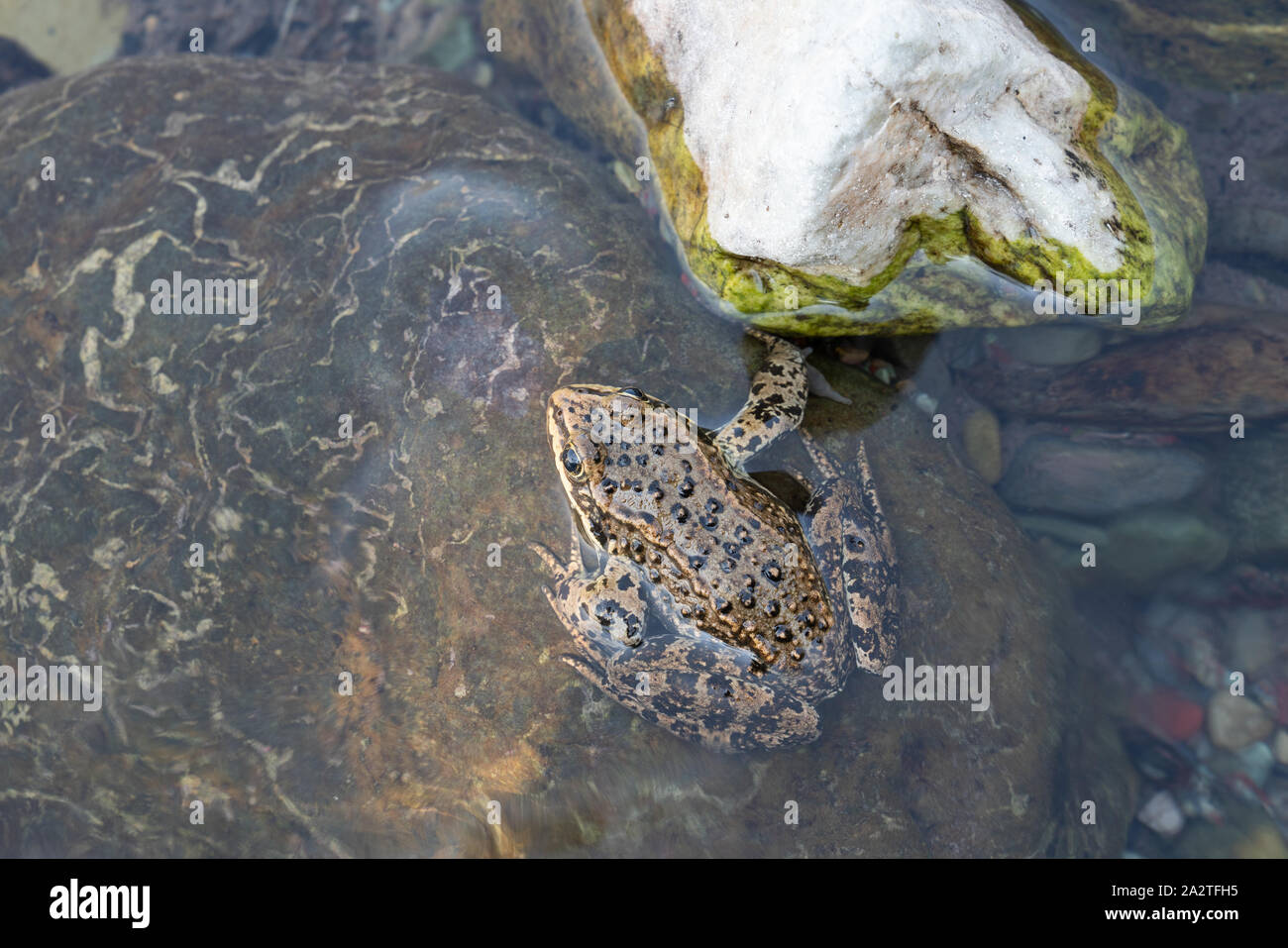 Non Endemic Species High Resolution Stock Photography and Images - Alamy