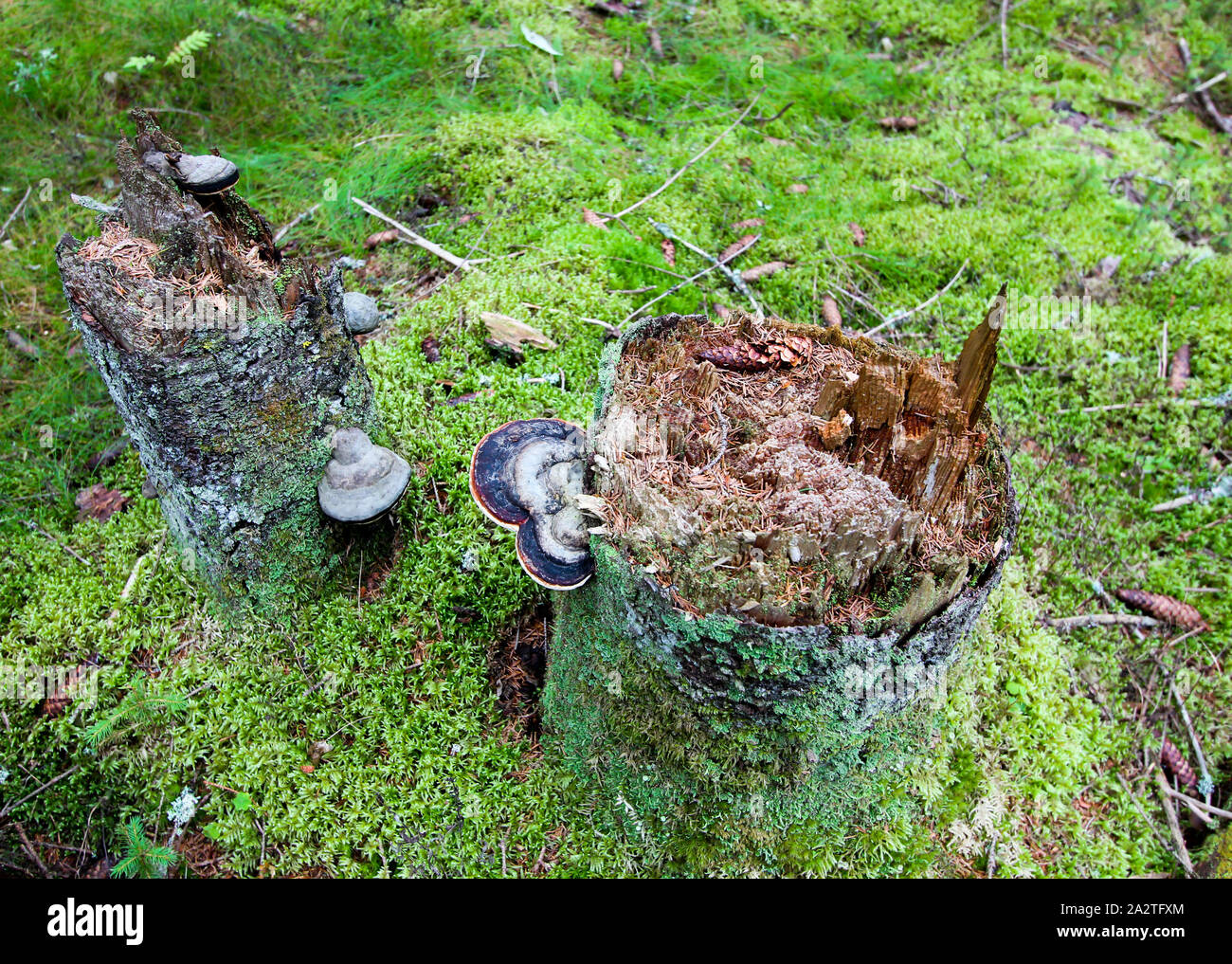Yellow mushroom base tree hi-res stock photography and images - Alamy