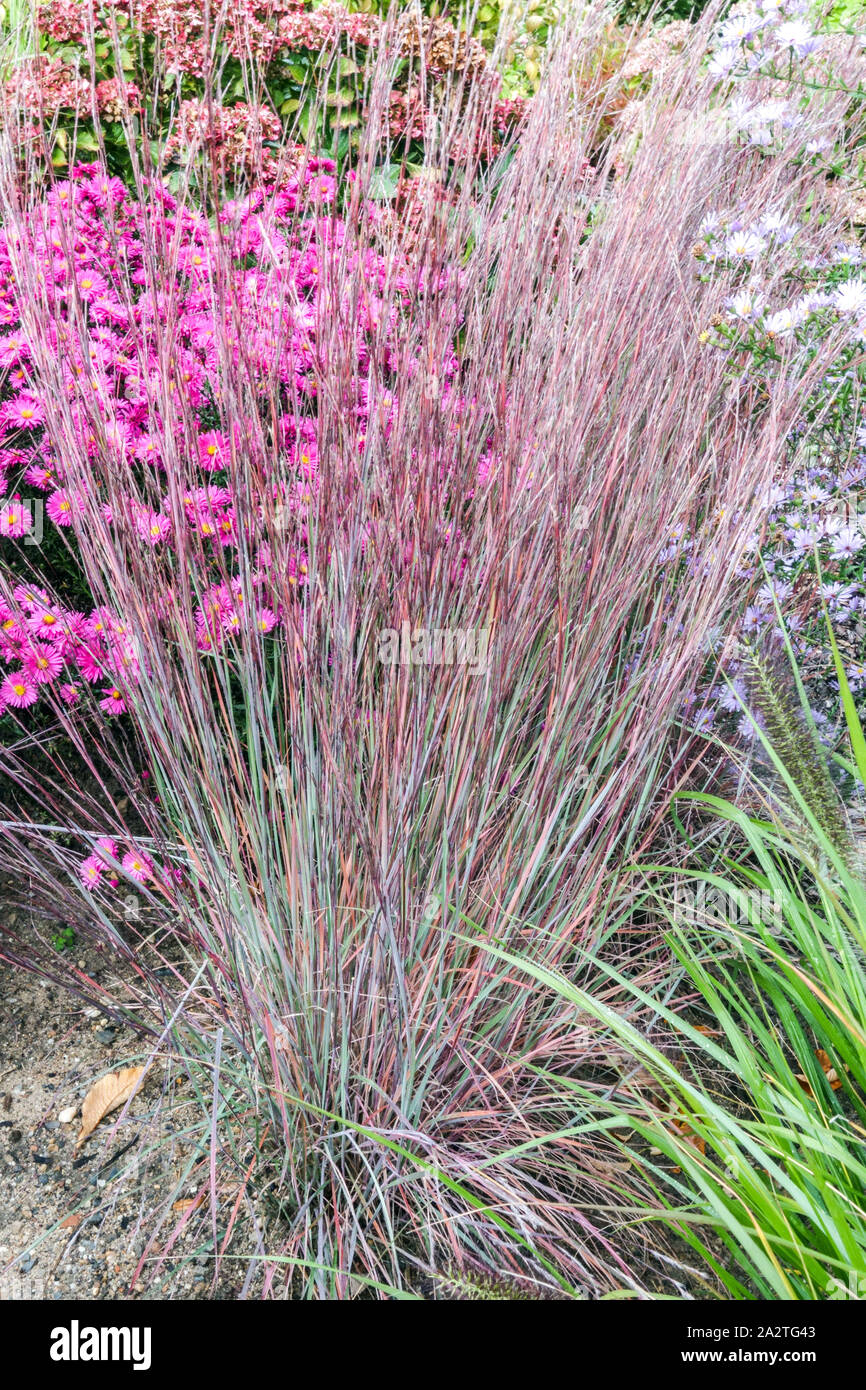 Schizachyrium Scoparium High Resolution Stock Photography and Images ...