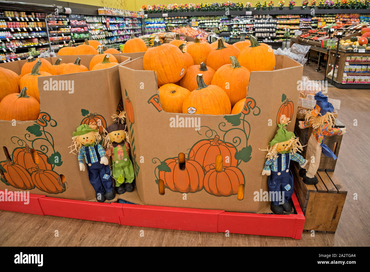 Fall pumpkins and gourds on sale in a supermarket Stock Photo - Alamy