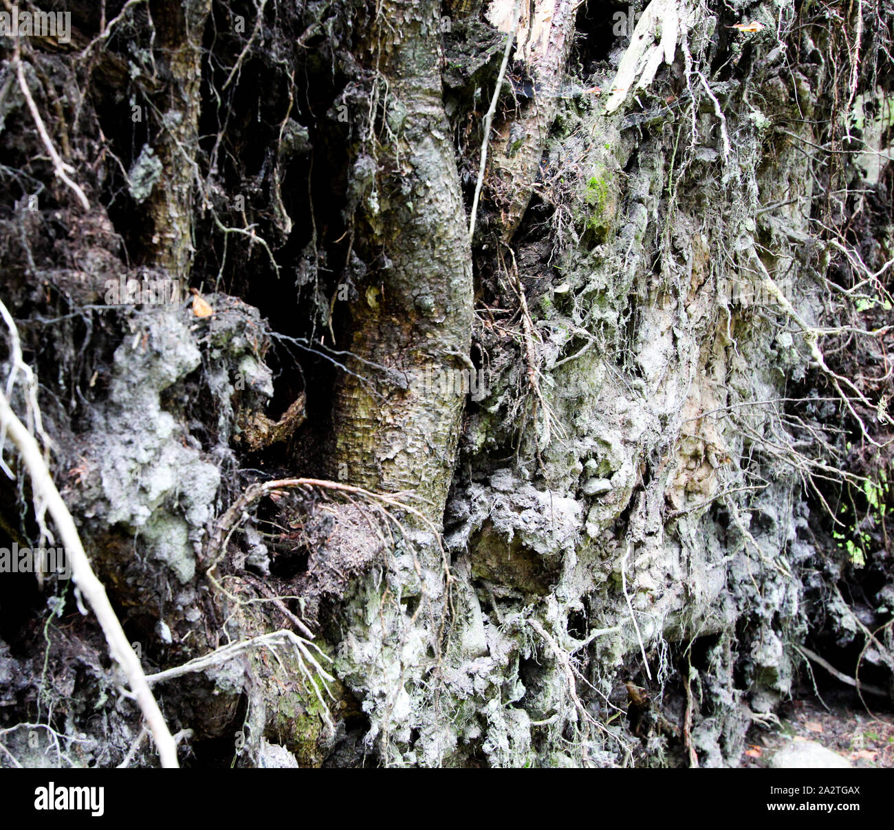 Close up of tree roots with ground and moss. Forest background Stock ...