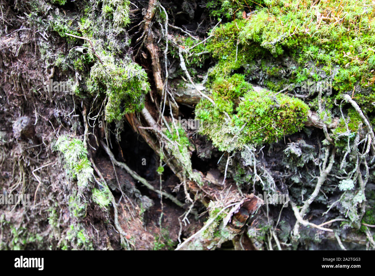 Close up of tree roots with ground and moss. Forest background Stock ...