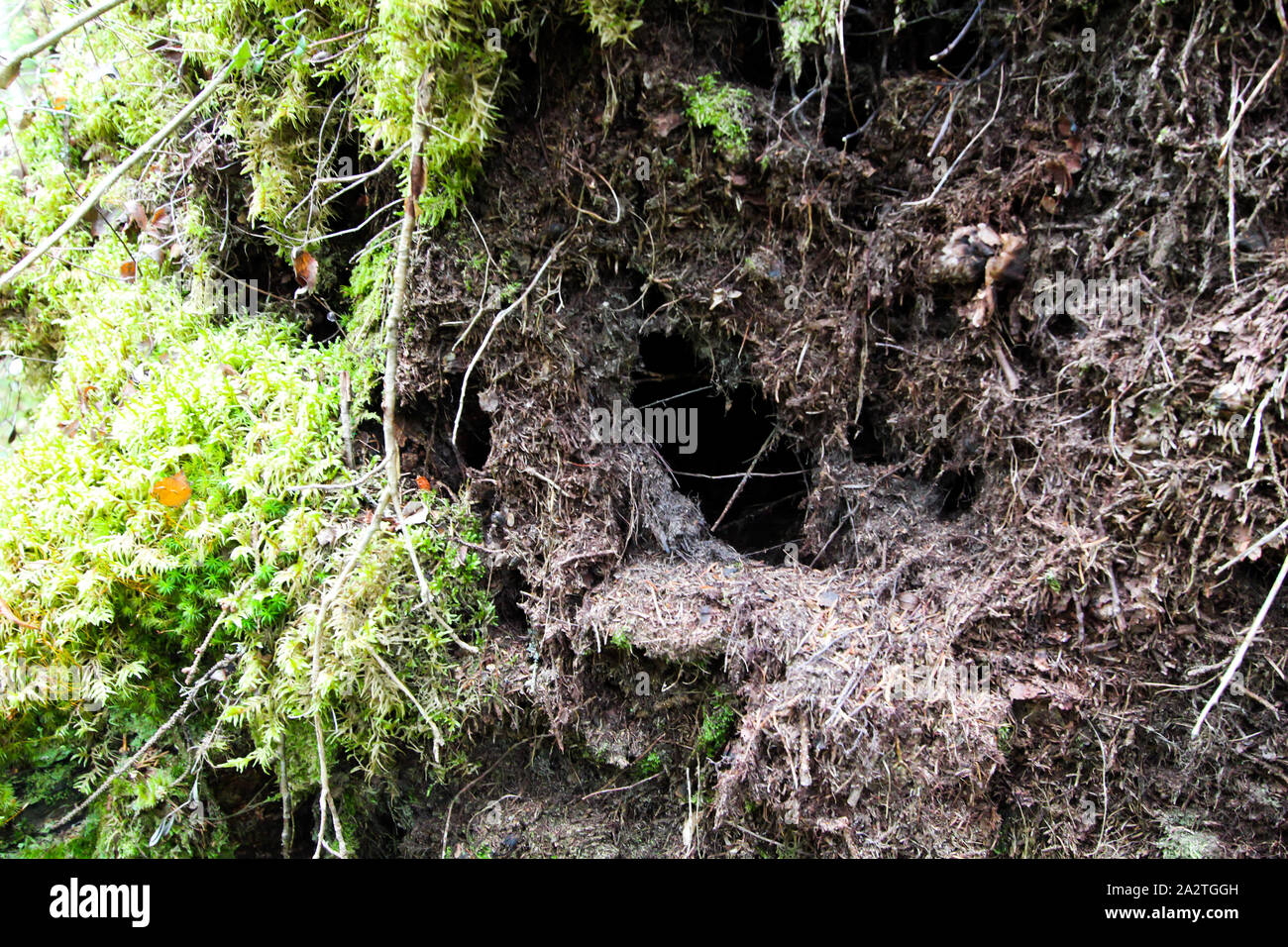 A hole in the ground. Autumn forest background. Natural texture Stock ...