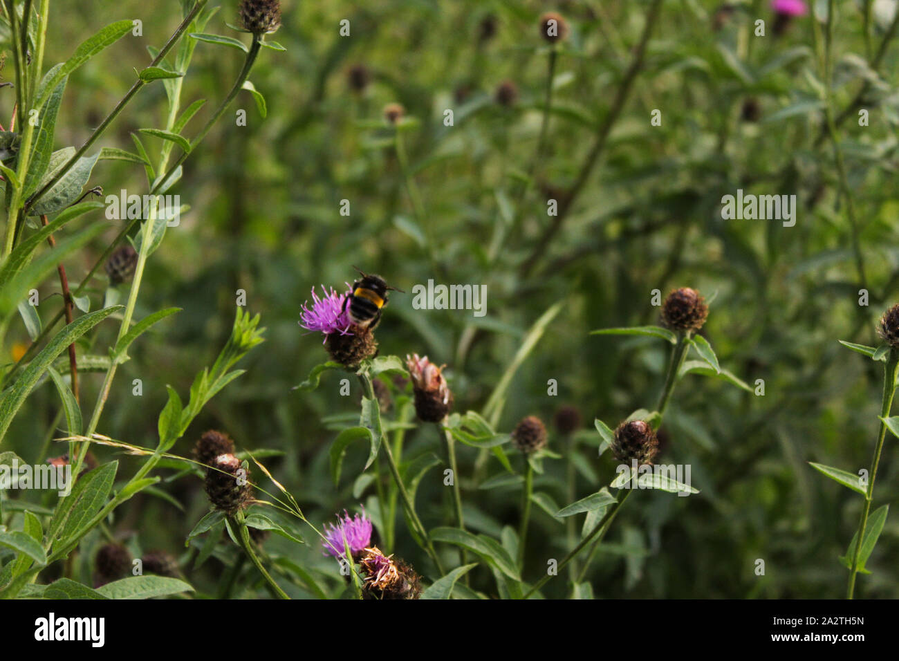 Back view of bumblebee hi-res stock photography and images - Alamy