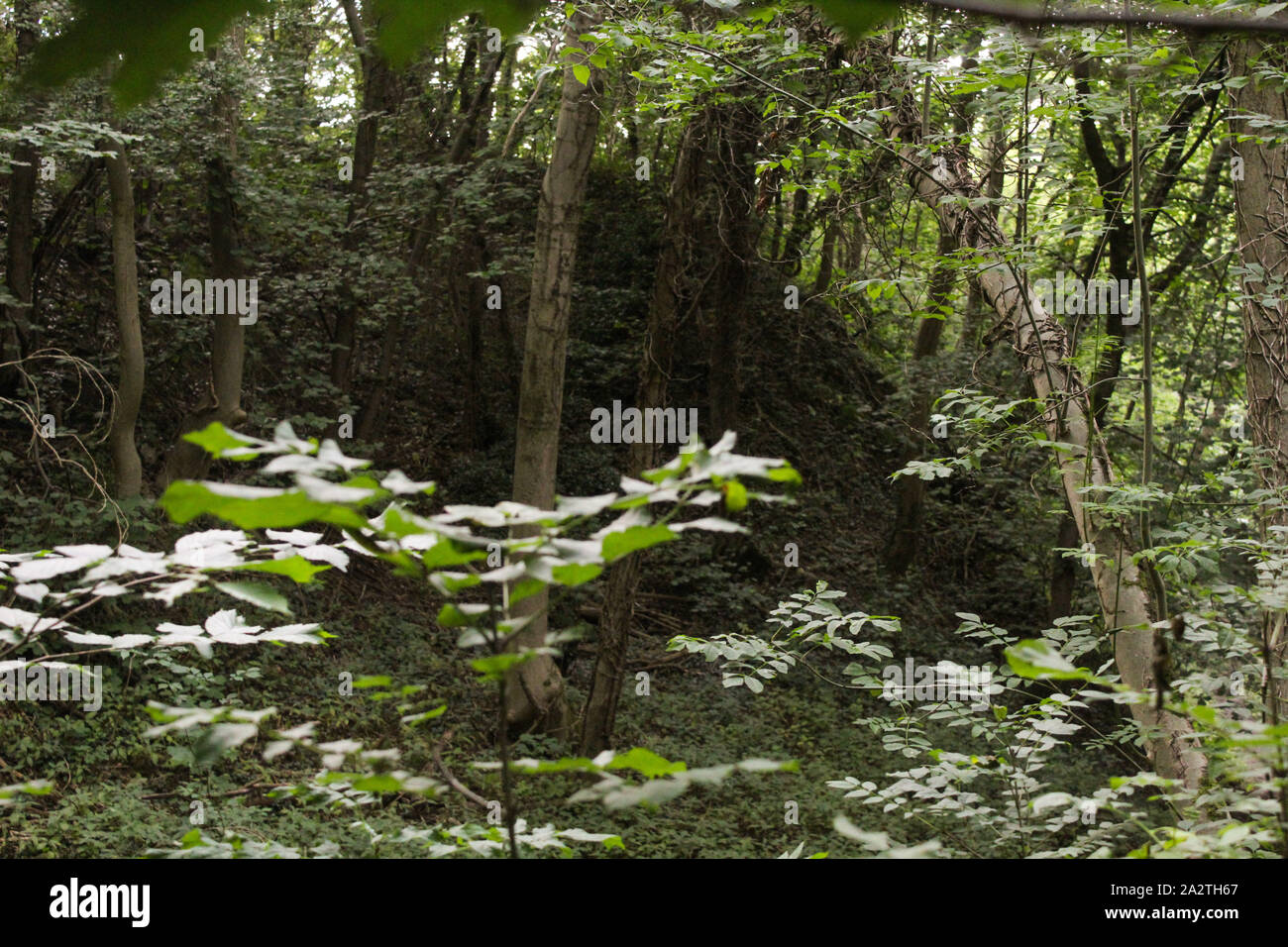Curved tree falling over understory and unfocused plant on the left ...