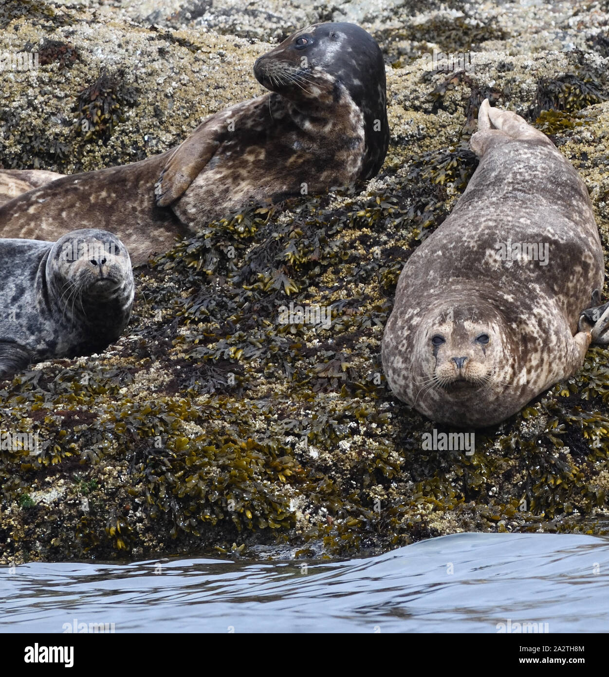 Eastern pacific harbour seal hi-res stock photography and images - Alamy