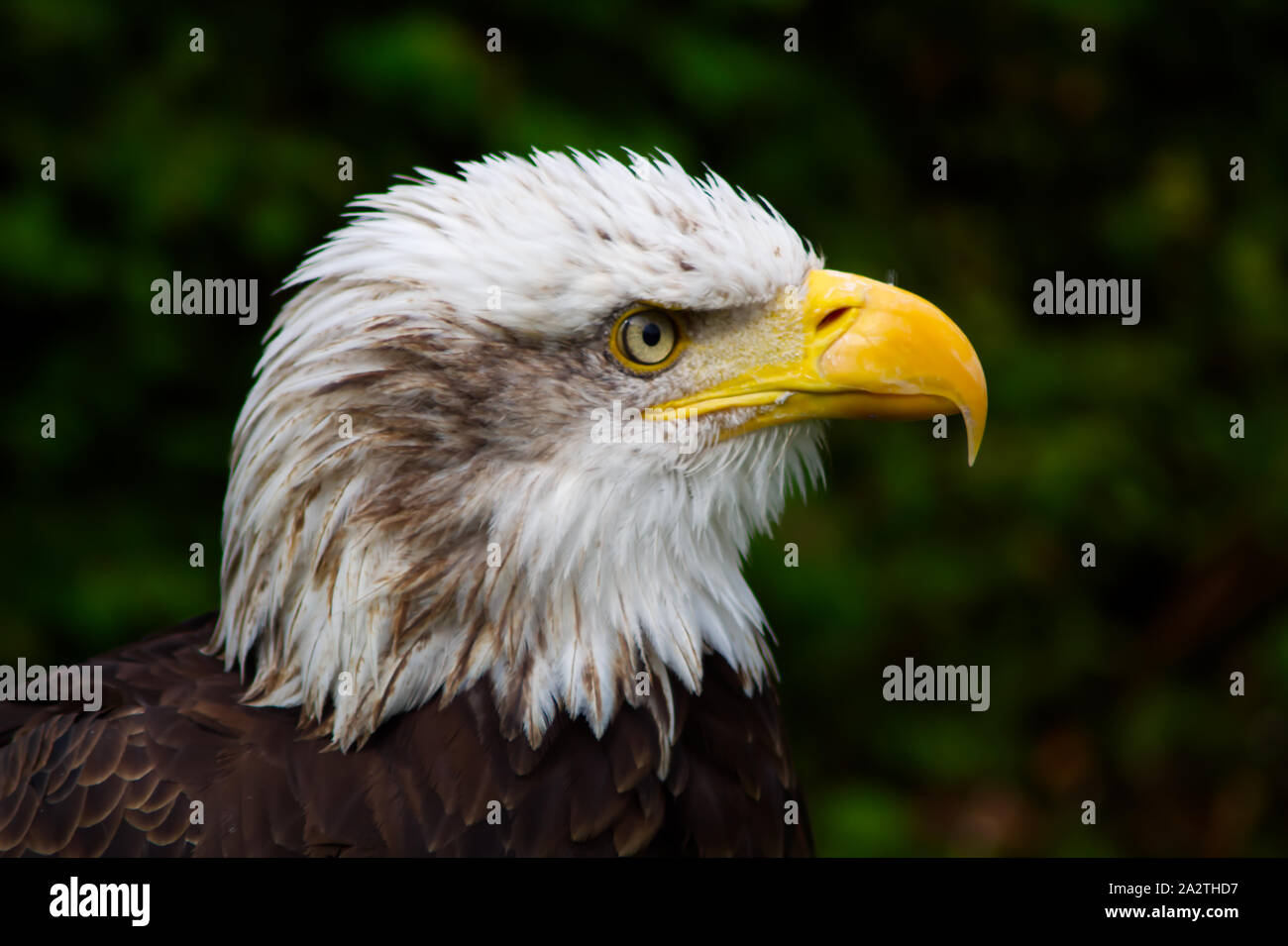 Staring American Bald Eagle Stock Photo - Alamy