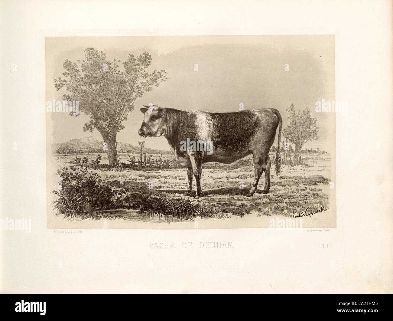 Durham cattle hi-res stock photography and images - Alamy