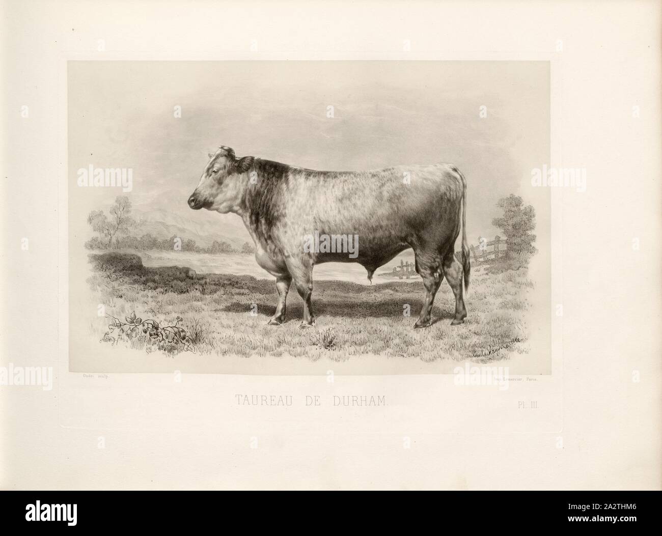 Durham cattle hi-res stock photography and images - Alamy